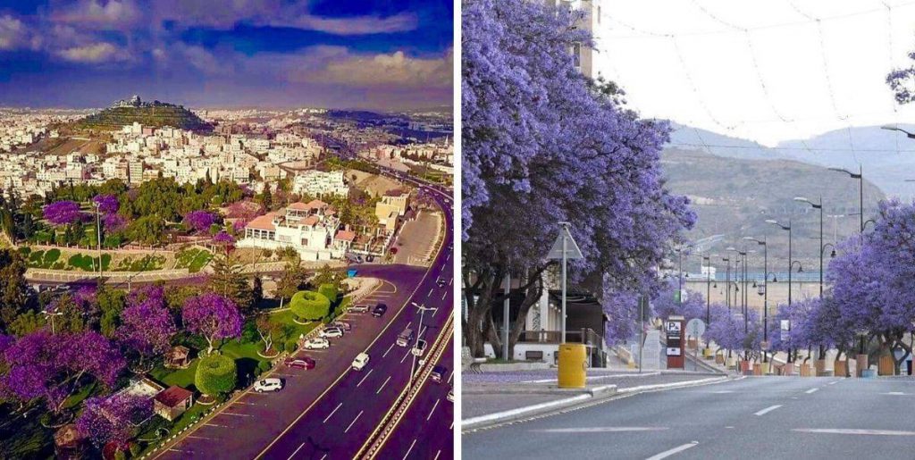 Pemandangan Indah Ini Bukan Di Eropah Tapi Arab Saudi, Musim Bunga ...