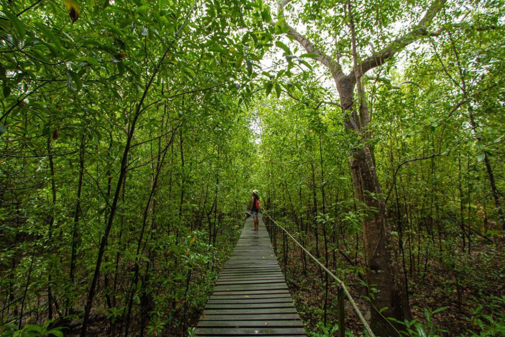 Dipenuhi Kehijauan Flora, Taman Rekreasi Paya Bakau Sijangkang Boleh ...